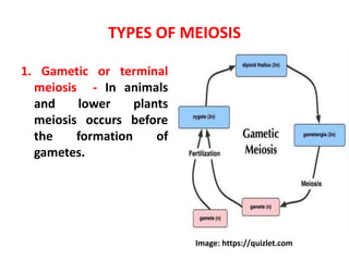 CELL CYCLE, MITOSIS & MEIOSIS SMG | PPTX