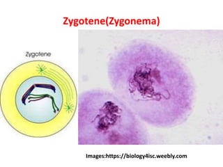 CELL CYCLE, MITOSIS & MEIOSIS SMG | PPTX