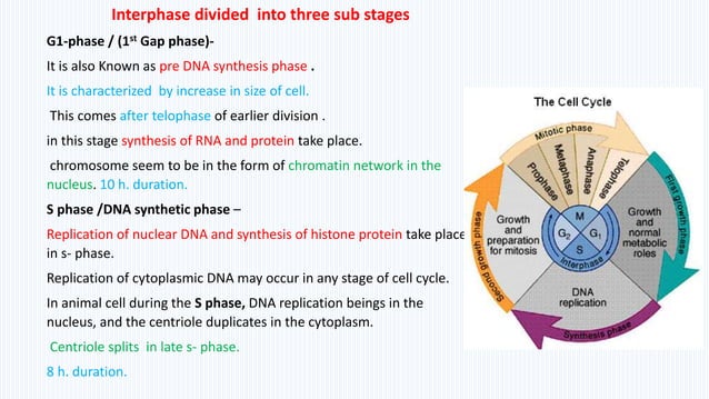 Cell cycle, check point, | PPTX