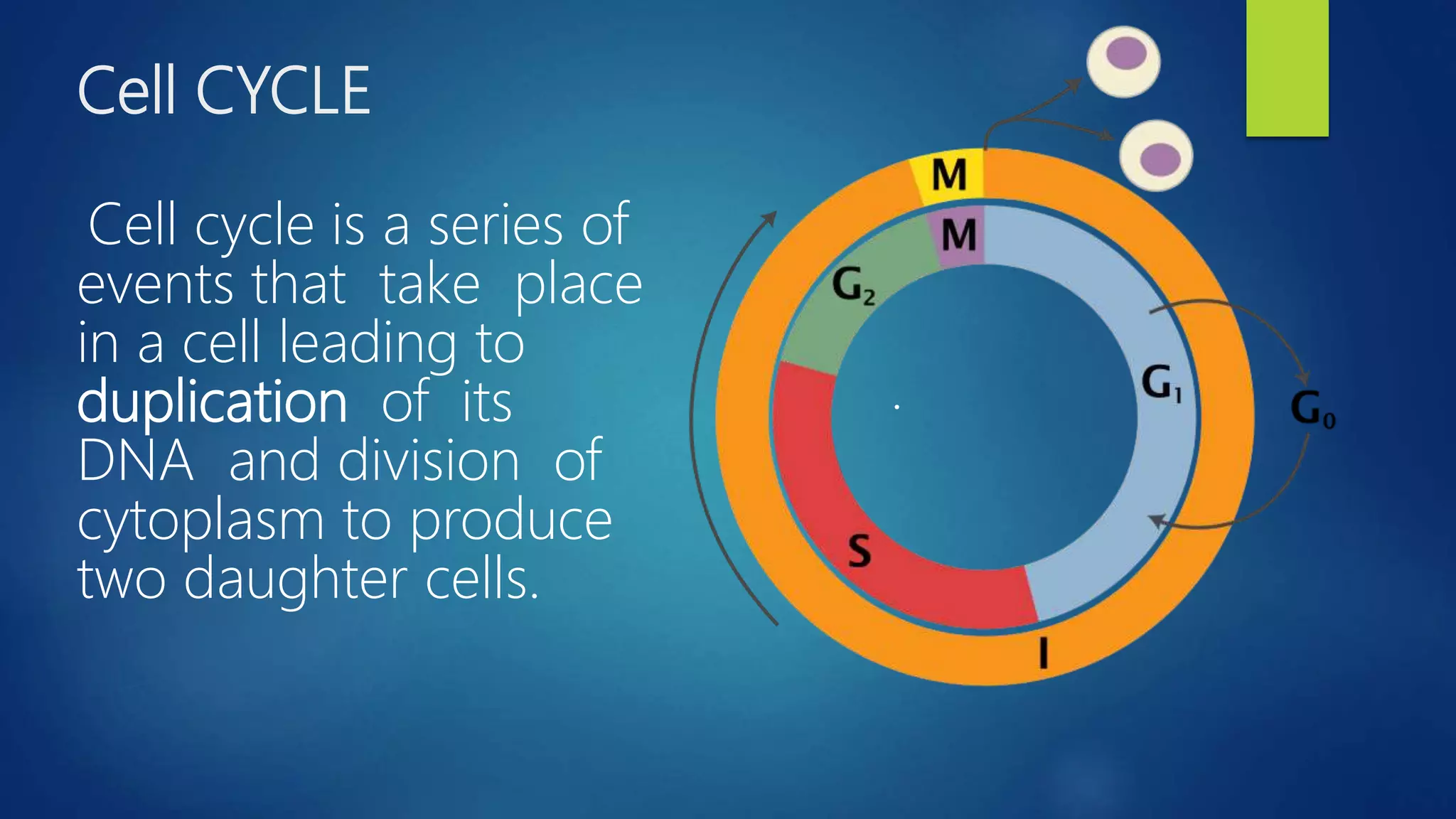 Cell cycle | PPT
