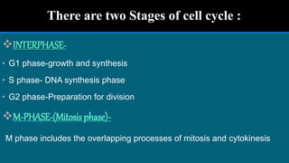Cell cycle | PPT