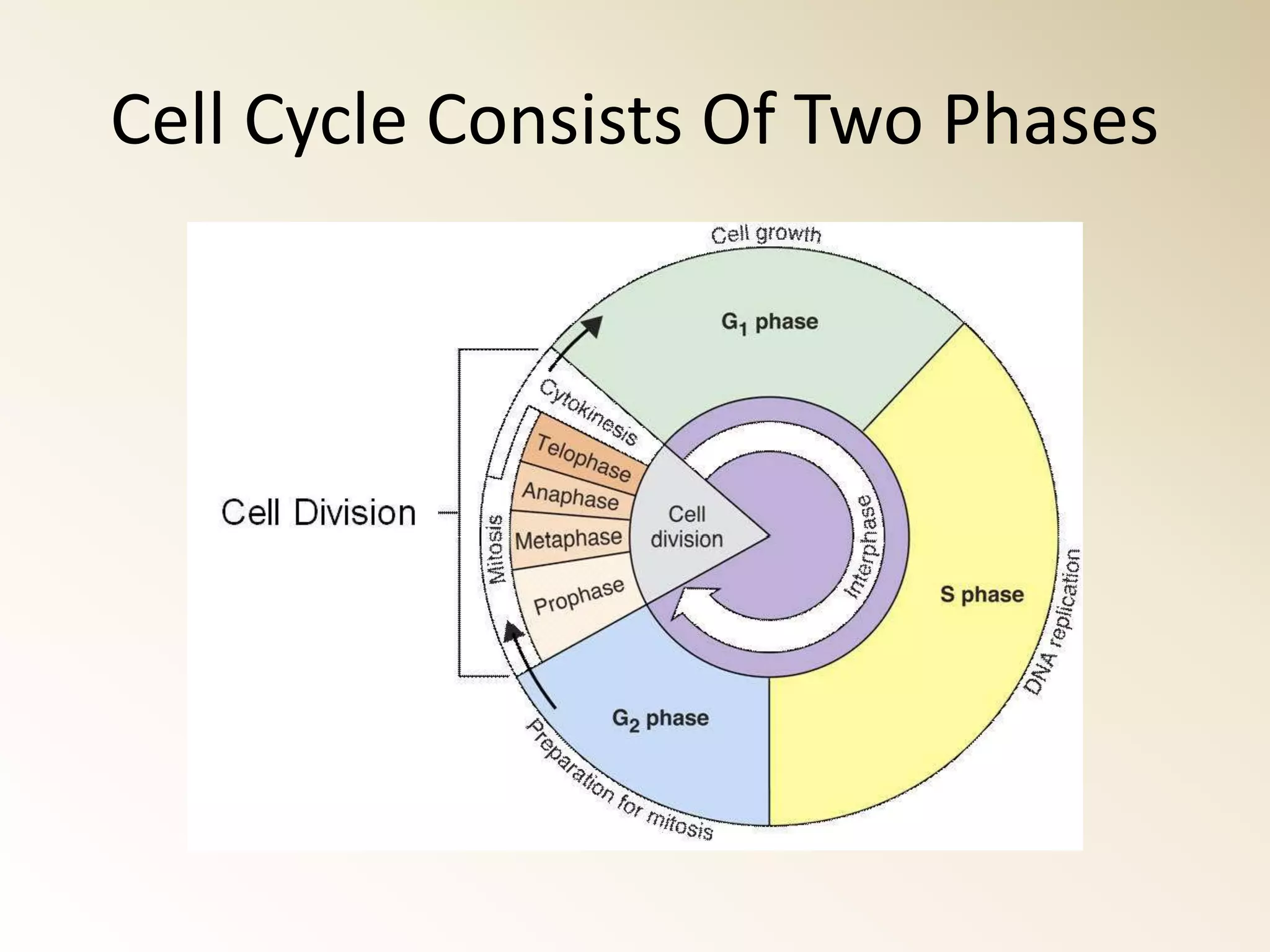 Cell cycle | PPT