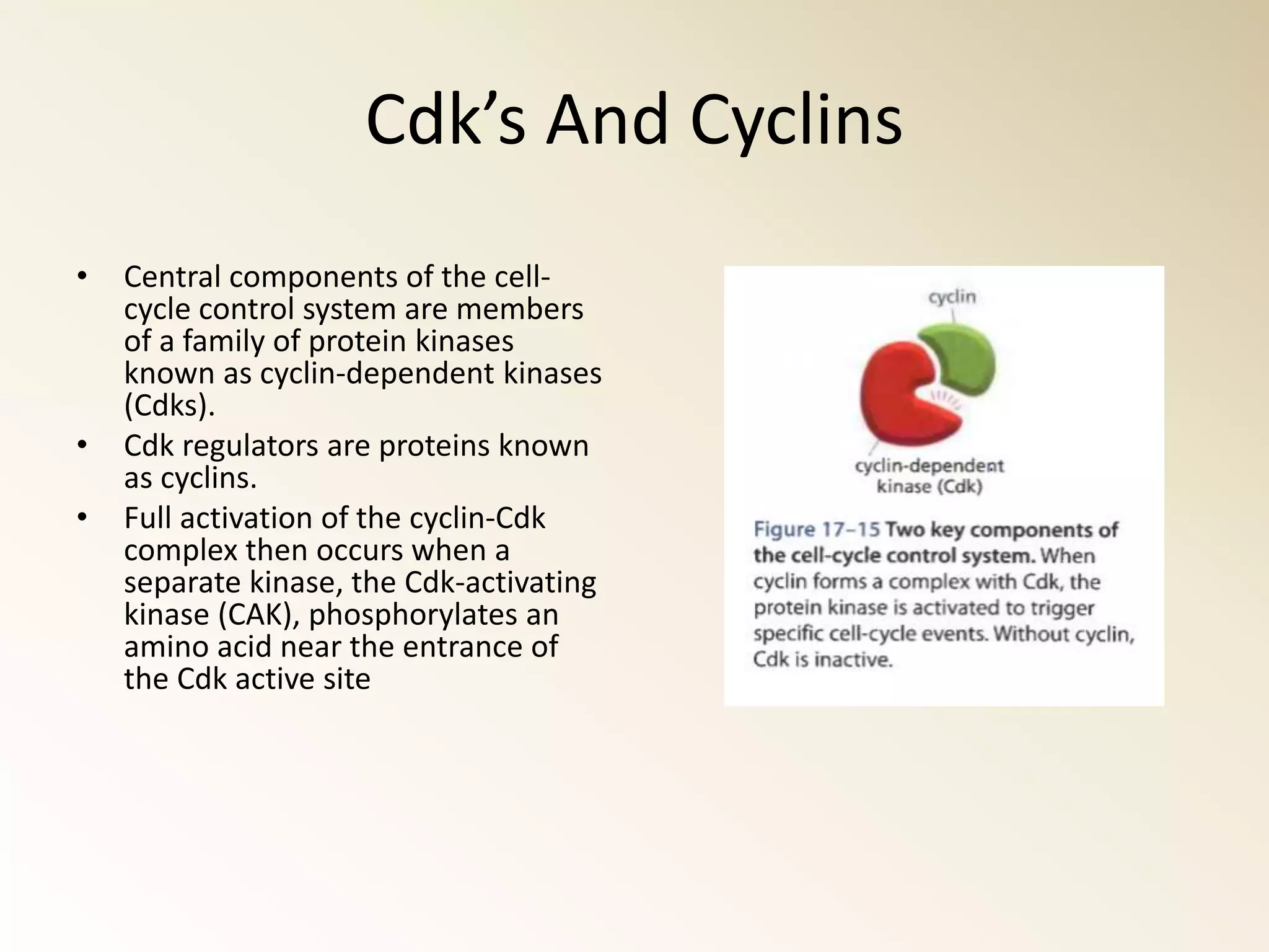 Cell cycle | PPT