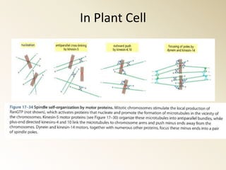 Cell cycle | PPTX