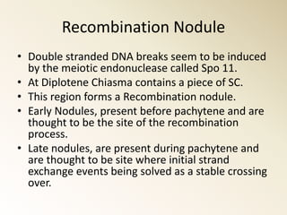 Recombination Nodule
