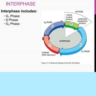 Cell cycle | PPTX
