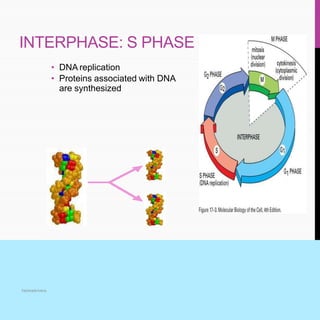 Cell cycle | PPTX