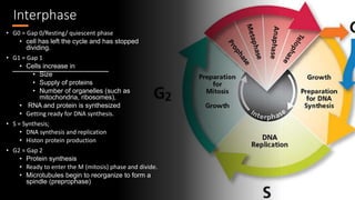 Cell cycle | PPTX | Biological Sciences | Science
