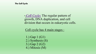 Cell Cycle.pptx