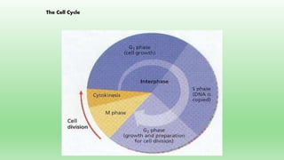 Cell Cycle.pptx