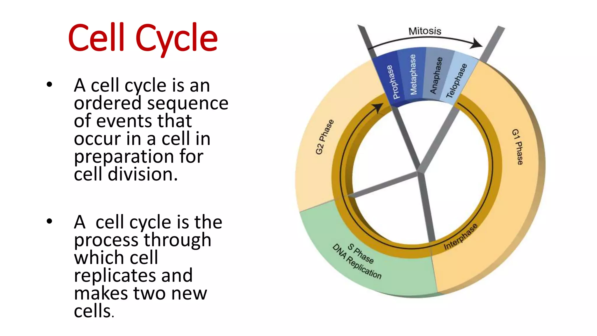 Cell Cycle.pptx | Biological Sciences | Science