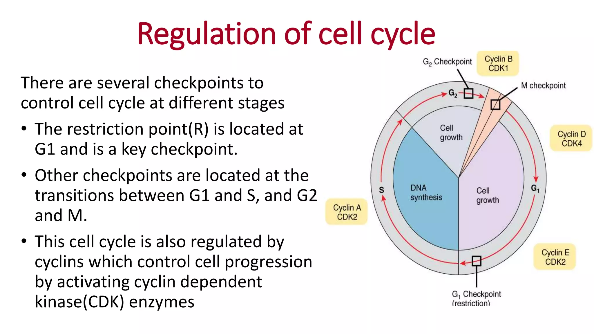 Cell Cycle.pptx | Biological Sciences | Science
