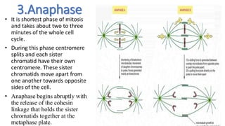 Cell Cycle.pptx | Biological Sciences | Science