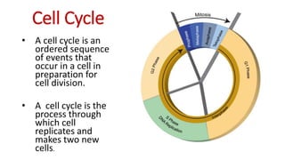 Cell Cycle.pptx