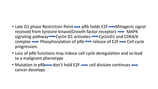 Cell Cycle | PPTX