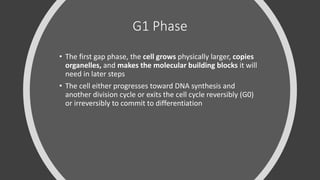 Cell Cycle | PPTX