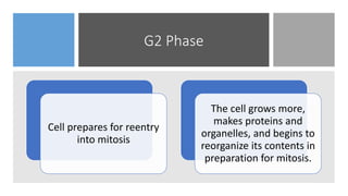 Cell Cycle | PPTX