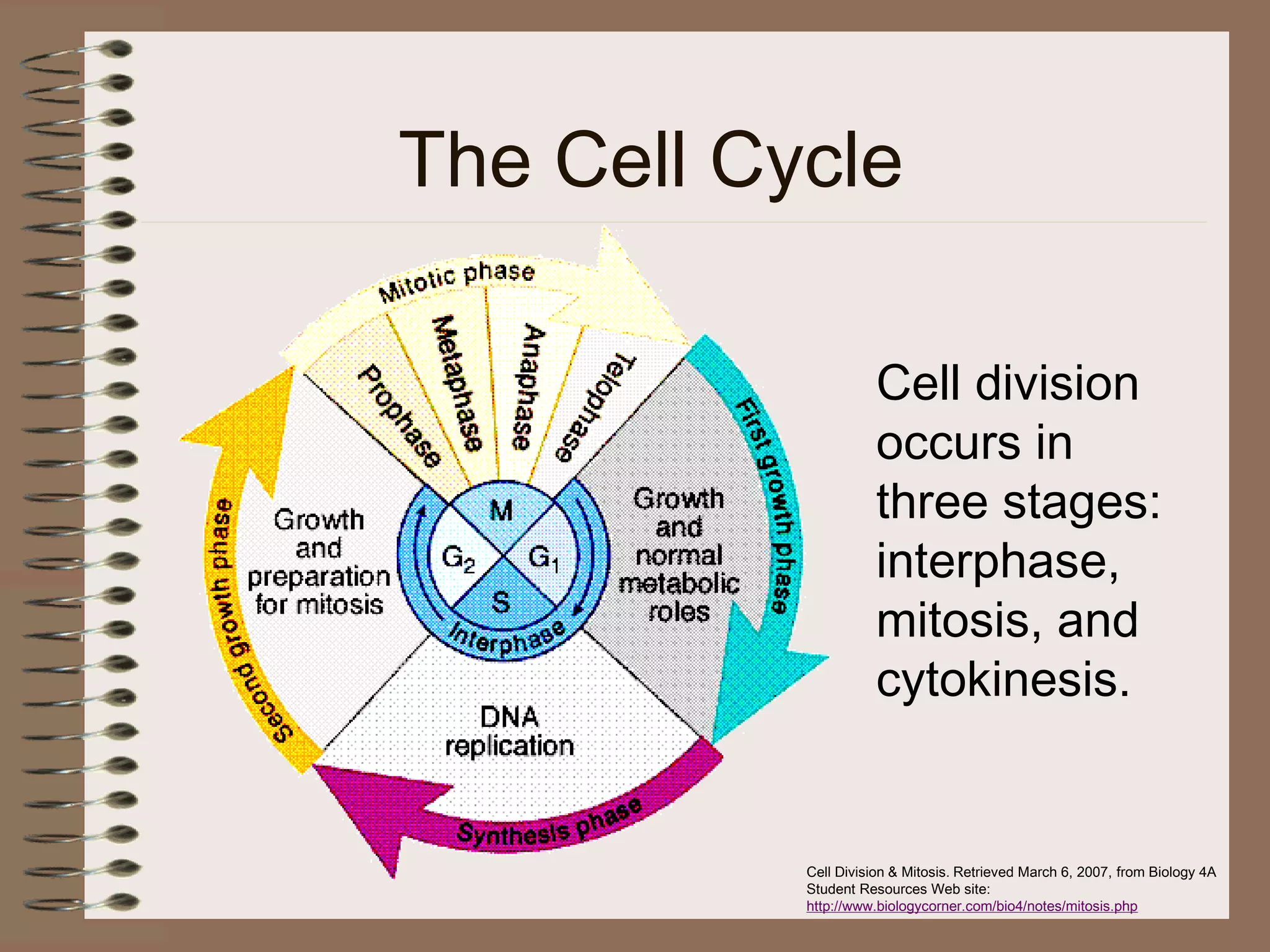 Cell Cycle.pdf