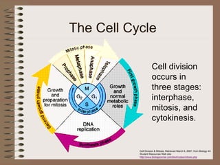 Cell Cycle.pdf