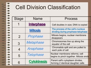 Cell Cycle.pdf