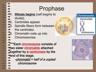 Cell Cycle.pdf