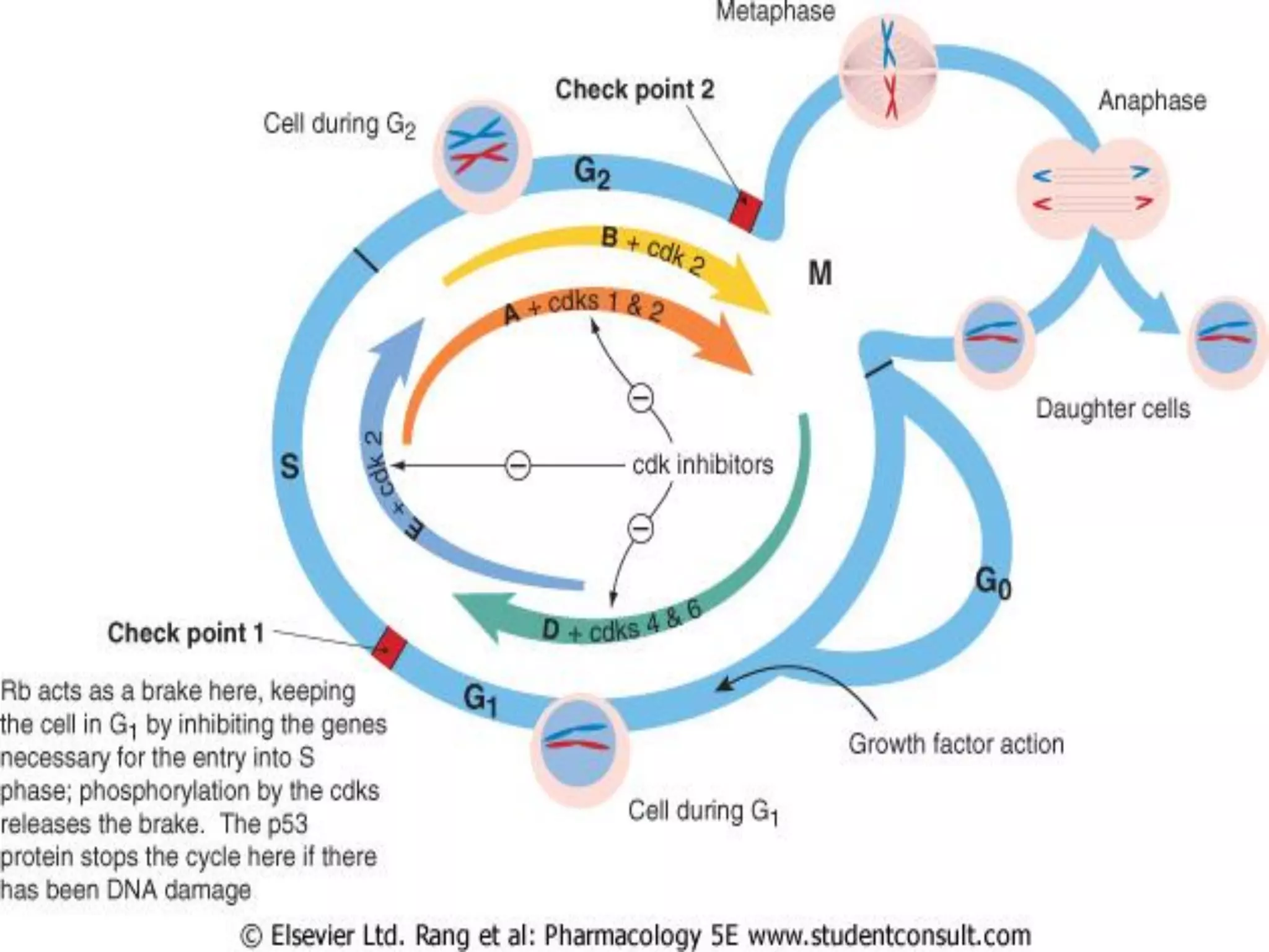 cell cycle.pdf
