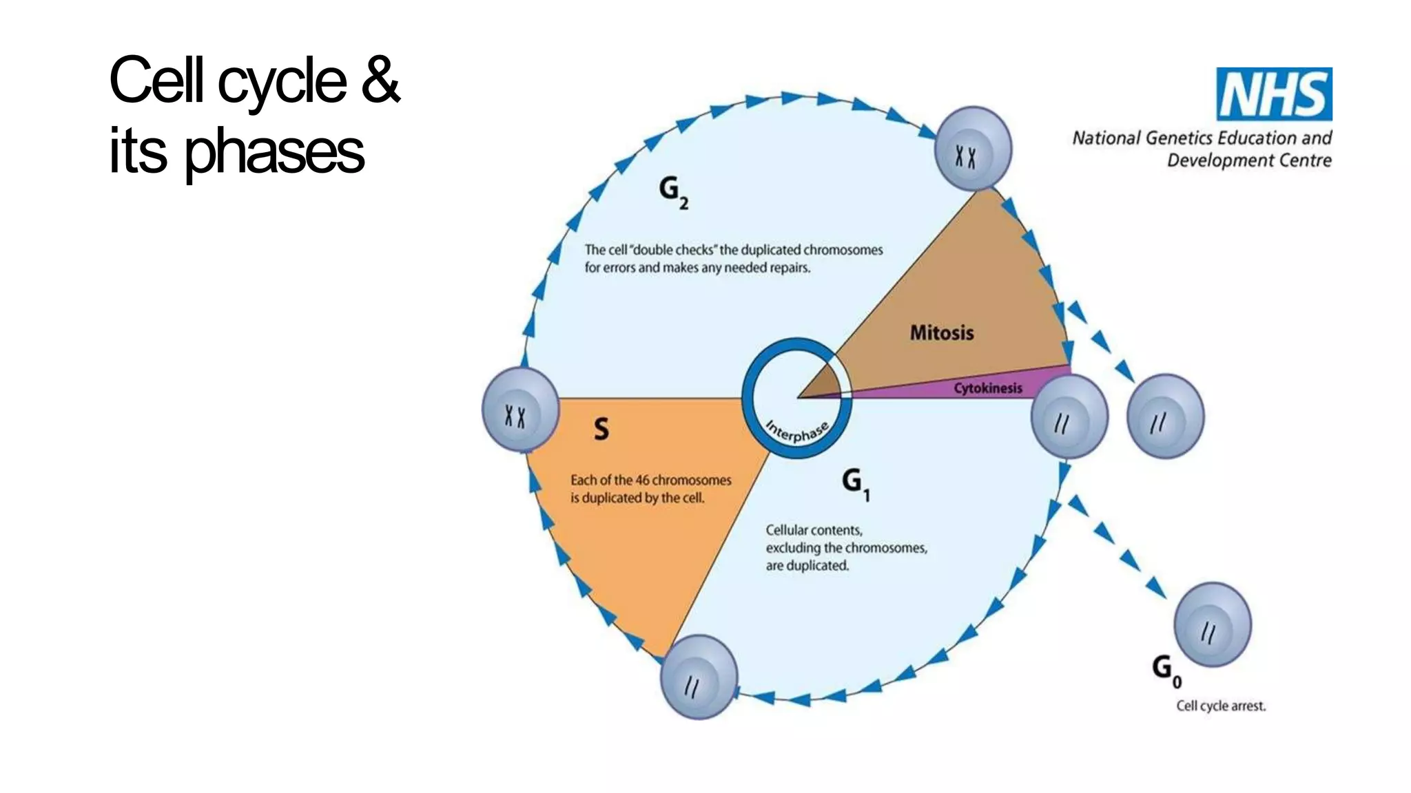 Cell cycle.pptx