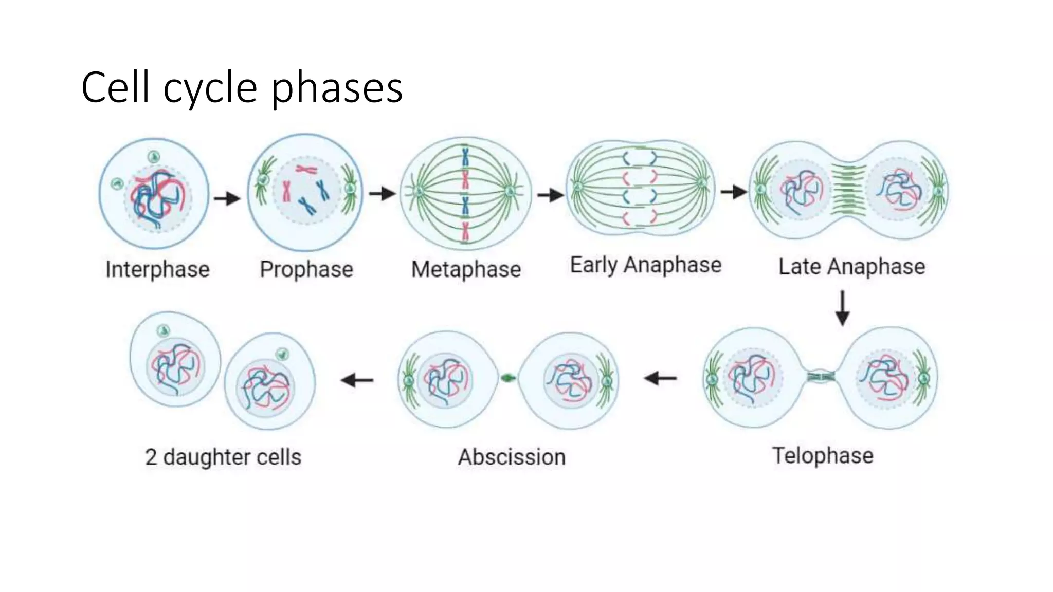CELL CYCLE.pptx