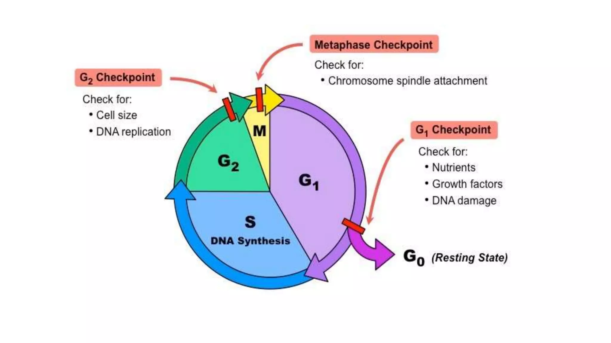Cell Cycle Pptx
