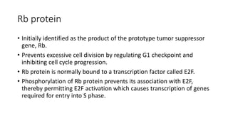 CELL CYCLE.pptx