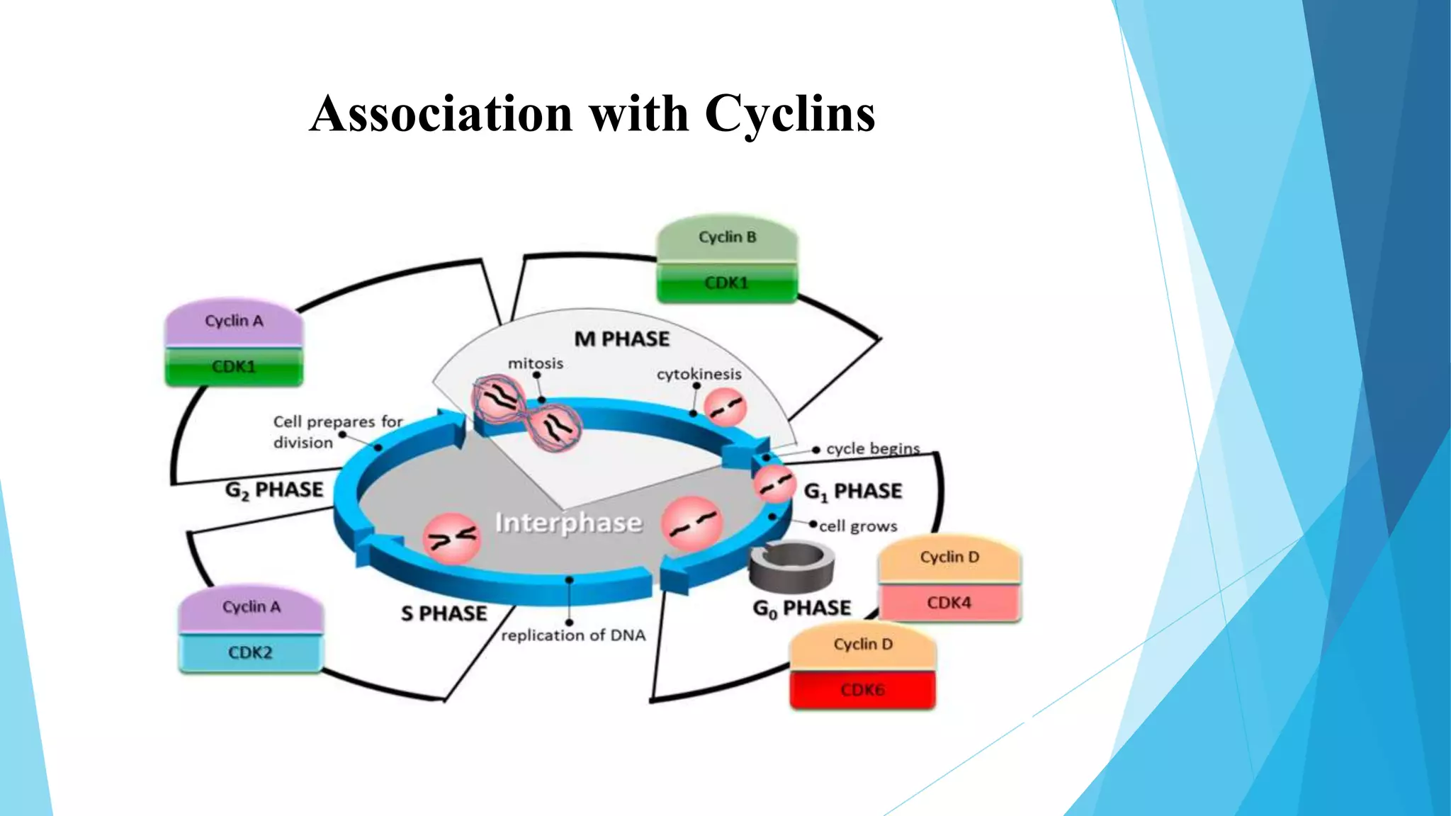 CELL CYCLE,.pptx