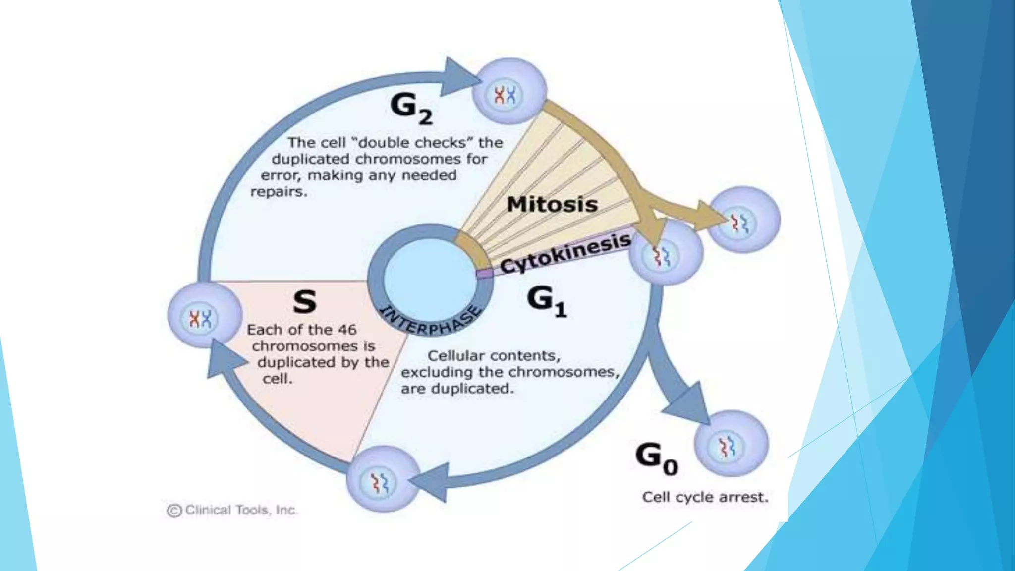 CELL CYCLE,.pptx
