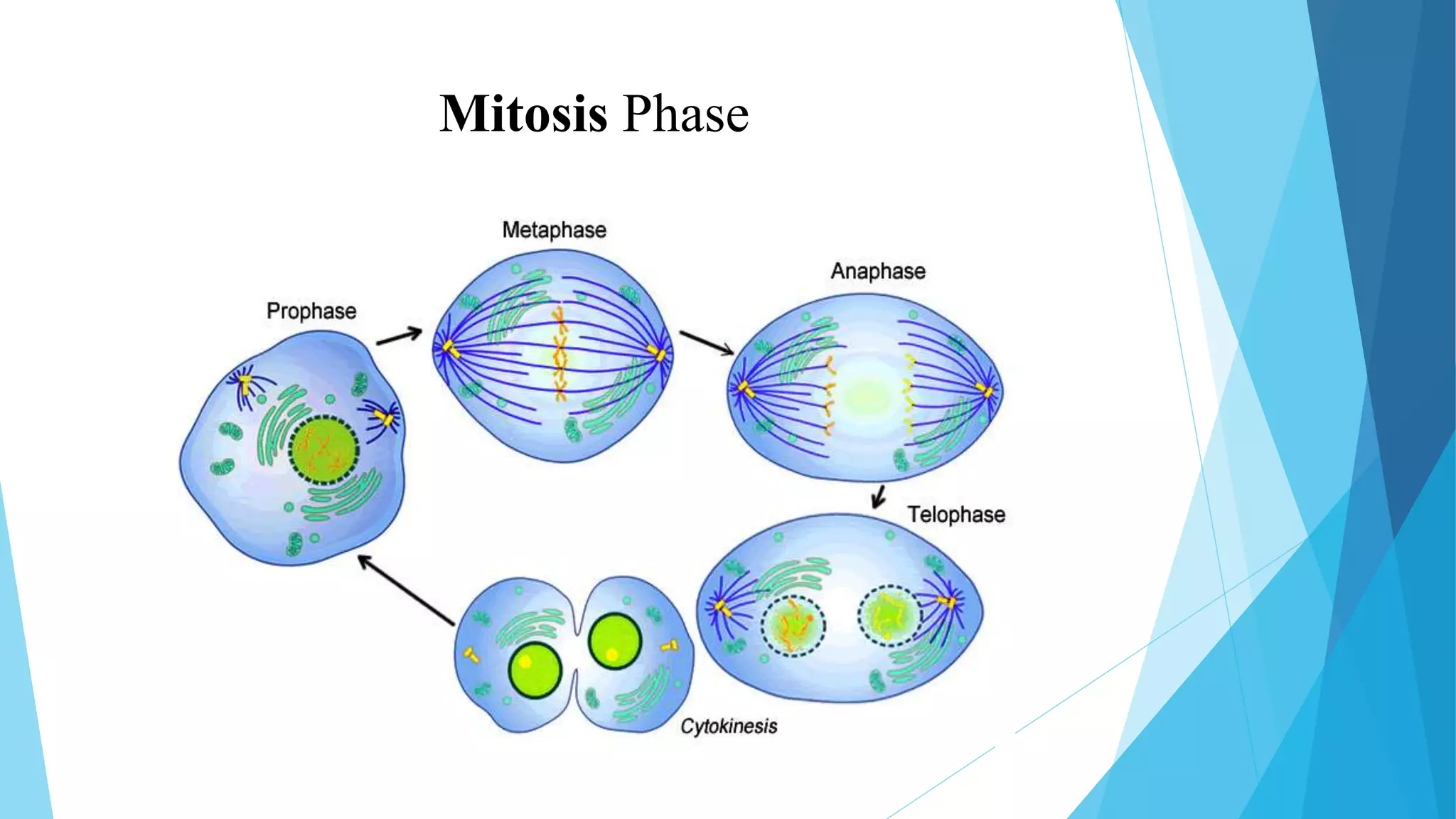 CELL CYCLE,.pptx