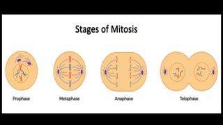 Cell Cycle.pptx | Biological Sciences | Science