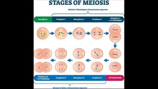 Cell Cycle.pptx | Biological Sciences | Science