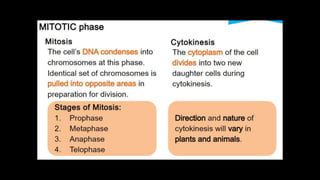 Cell Cycle.pptx | Biological Sciences | Science
