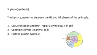 cell cycle and cell division part one | PPT