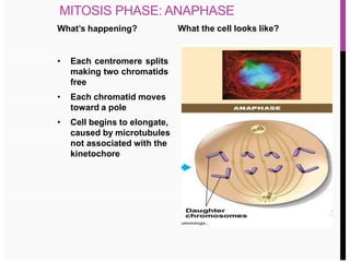 cell cycle.pptx