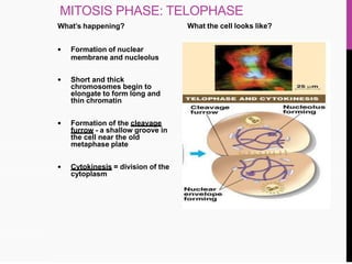 cell cycle.pptx