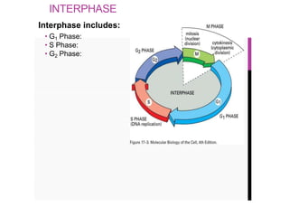 cell cycle.pptx