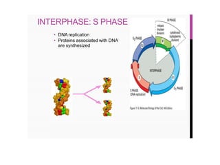 cell cycle.pptx