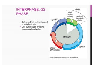 cell cycle.pptx