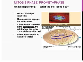 cell cycle.pptx