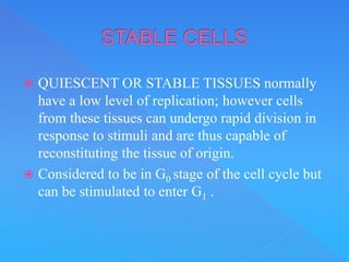 CELL CYCLE .ppt