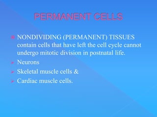 CELL CYCLE .ppt