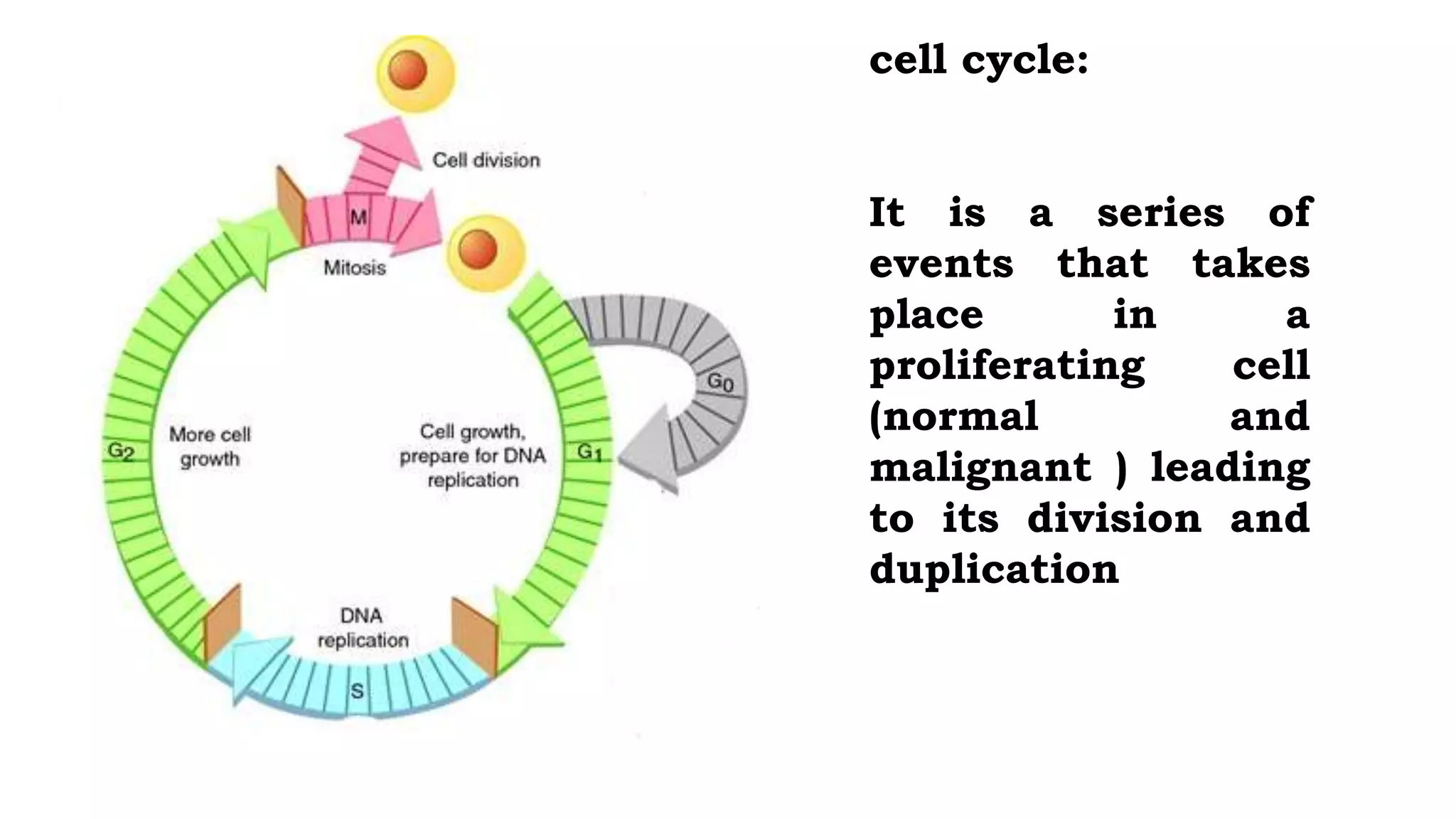 CELL CYCLE.pptx | Endocrine and Metabolic Diseases | Diseases and ...