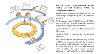 CELL CYCLE.pptx | Endocrine and Metabolic Diseases | Diseases and ...