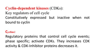CELL CYCLE.pptx | Endocrine and Metabolic Diseases | Diseases and ...
