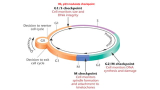 CELL CYCLE.pptx | Endocrine and Metabolic Diseases | Diseases and ...