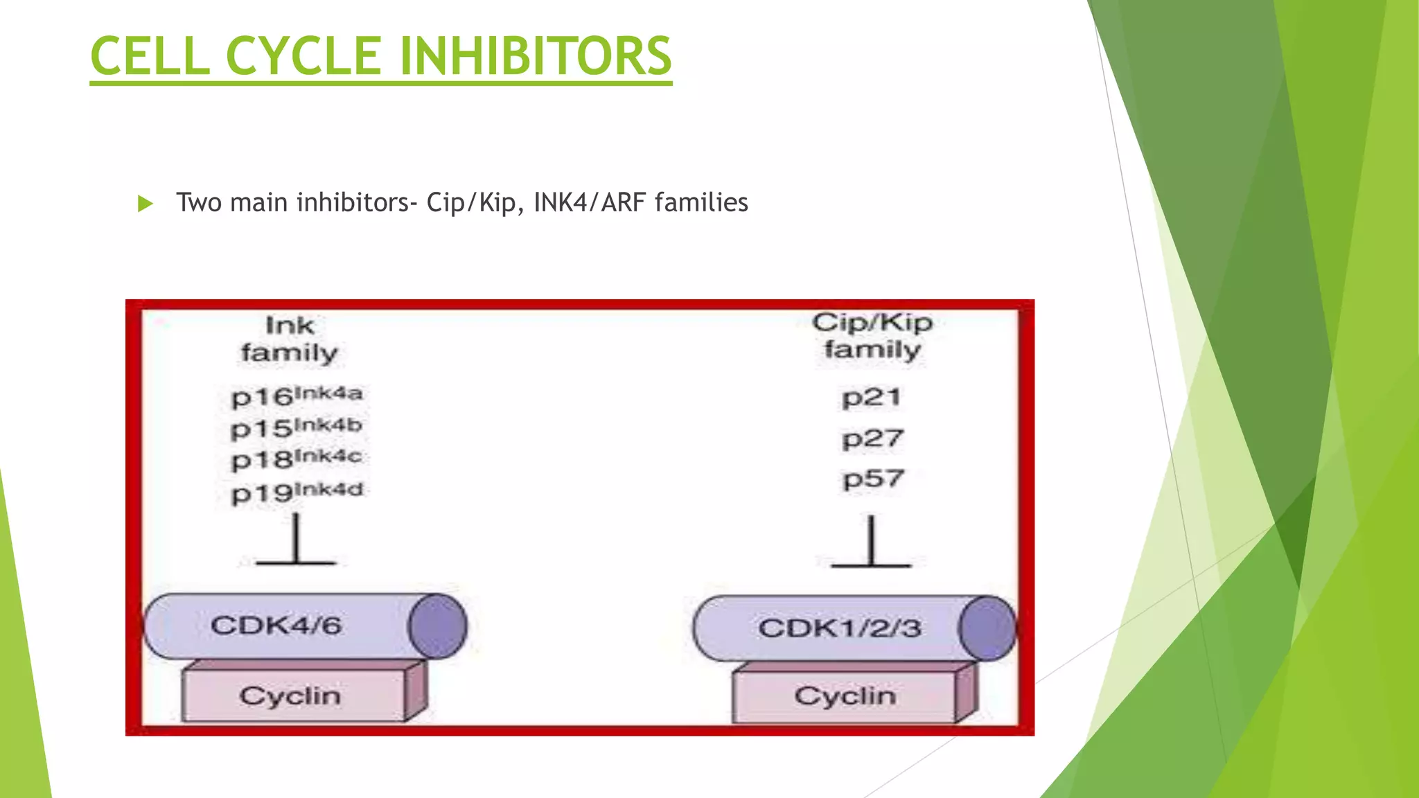 cell cycle.pptx | Endocrine and Metabolic Diseases | Diseases and ...